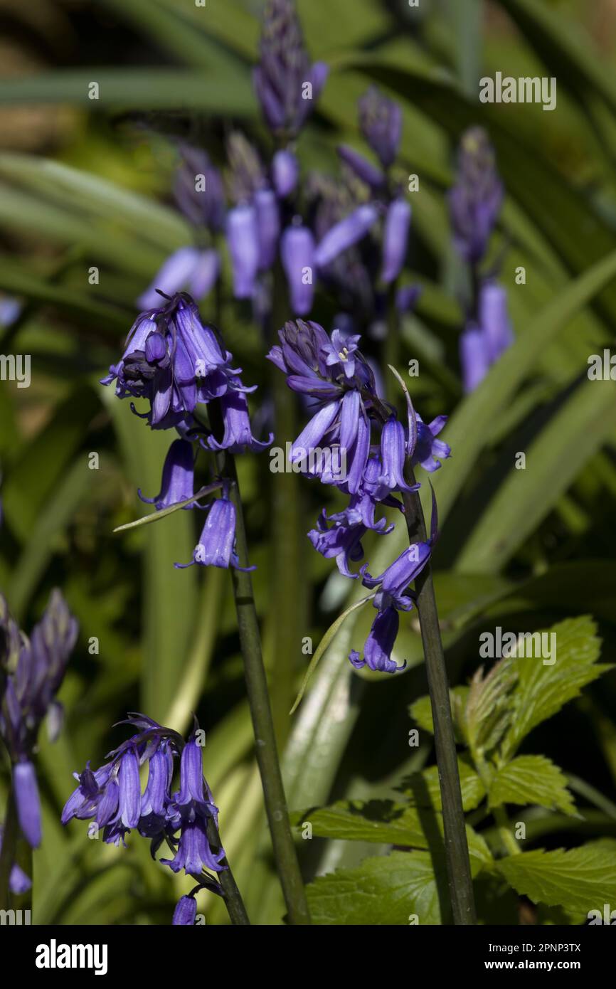 Fleur bulbeuse vivace Banque de photographies et d’images à haute ...