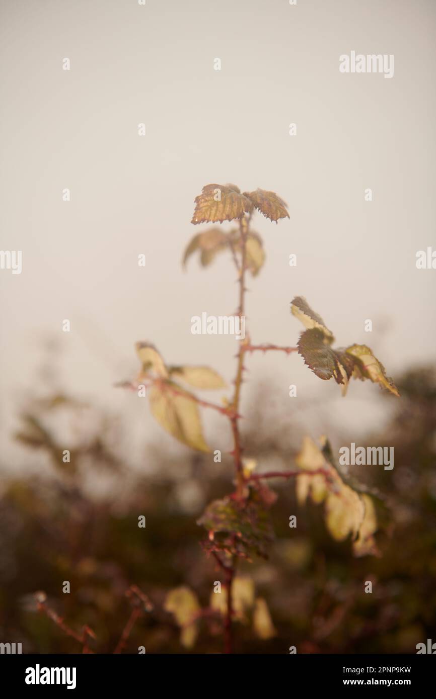 Rose sans épines Banque de photographies et d’images à haute résolution ...