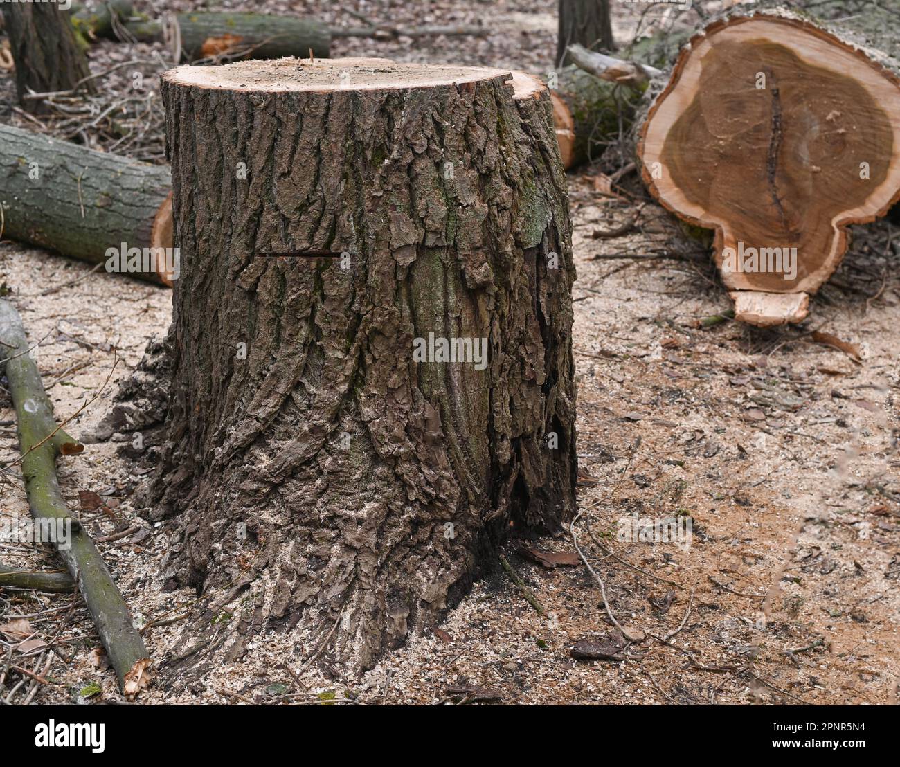Cercle autour du tronc d'arbre horizontal Banque de photographies et d ...