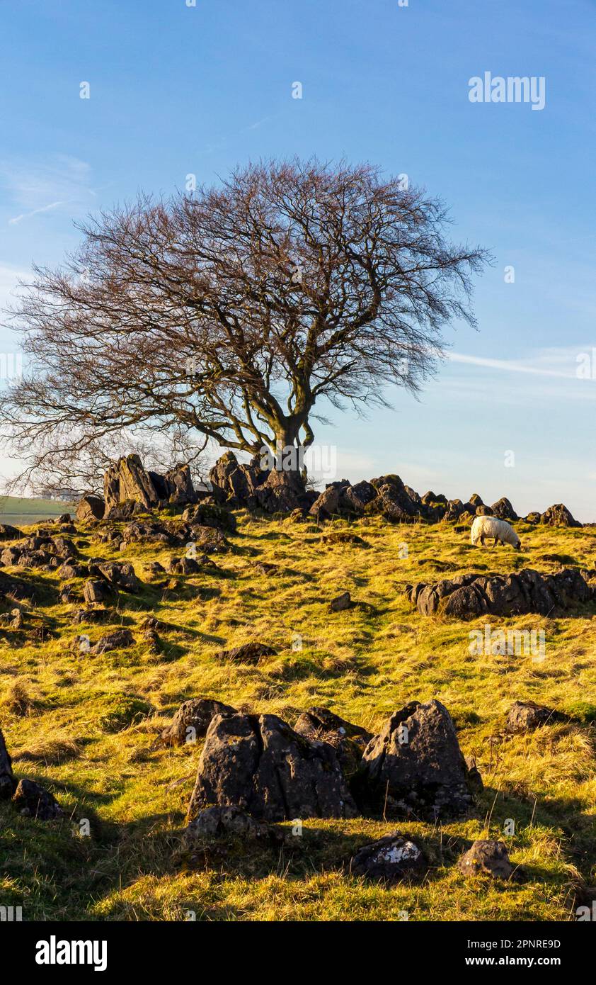 Roystone rocks derbyshire Banque de photographies et d’images à haute ...