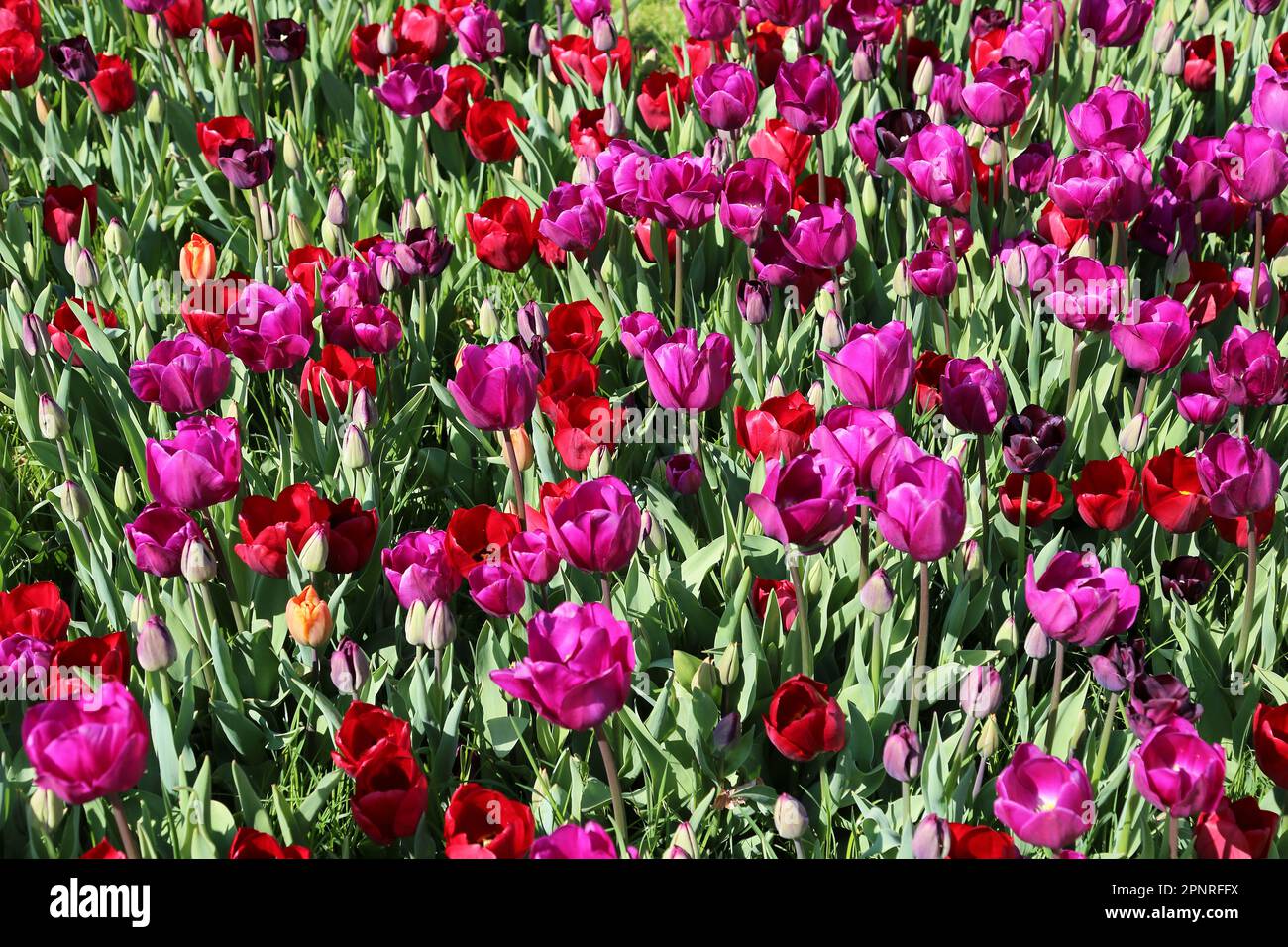 Tulipe pallada Banque de photographies et d’images à haute résolution ...