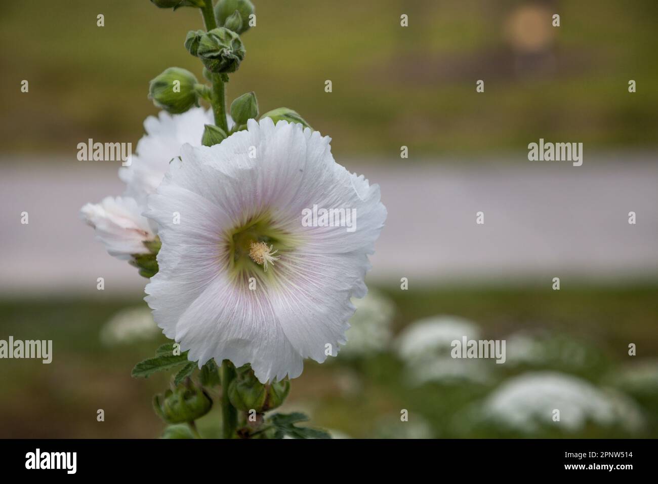 Fleur de hollyhock blanche rosea d'Alcea connue sous le nom de Henry ...