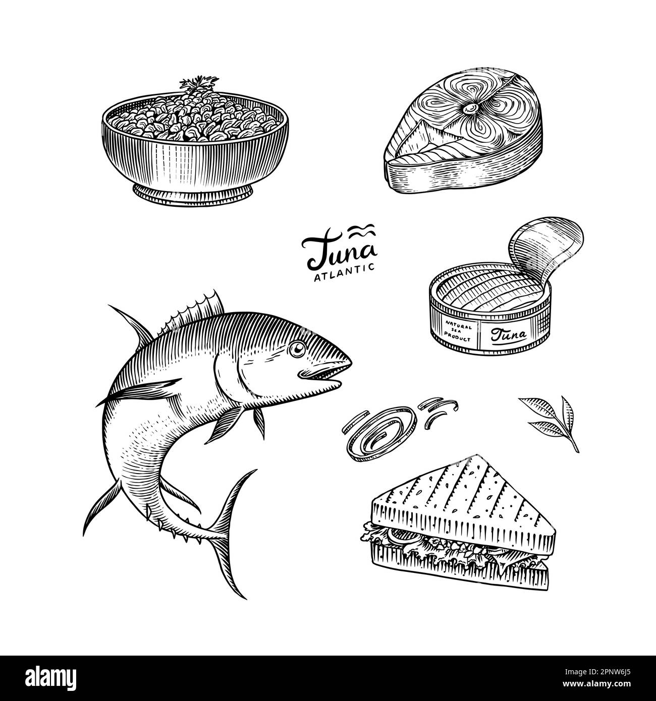 Carp fish illustration drawing engraving Banque d'images détourées - Alamy