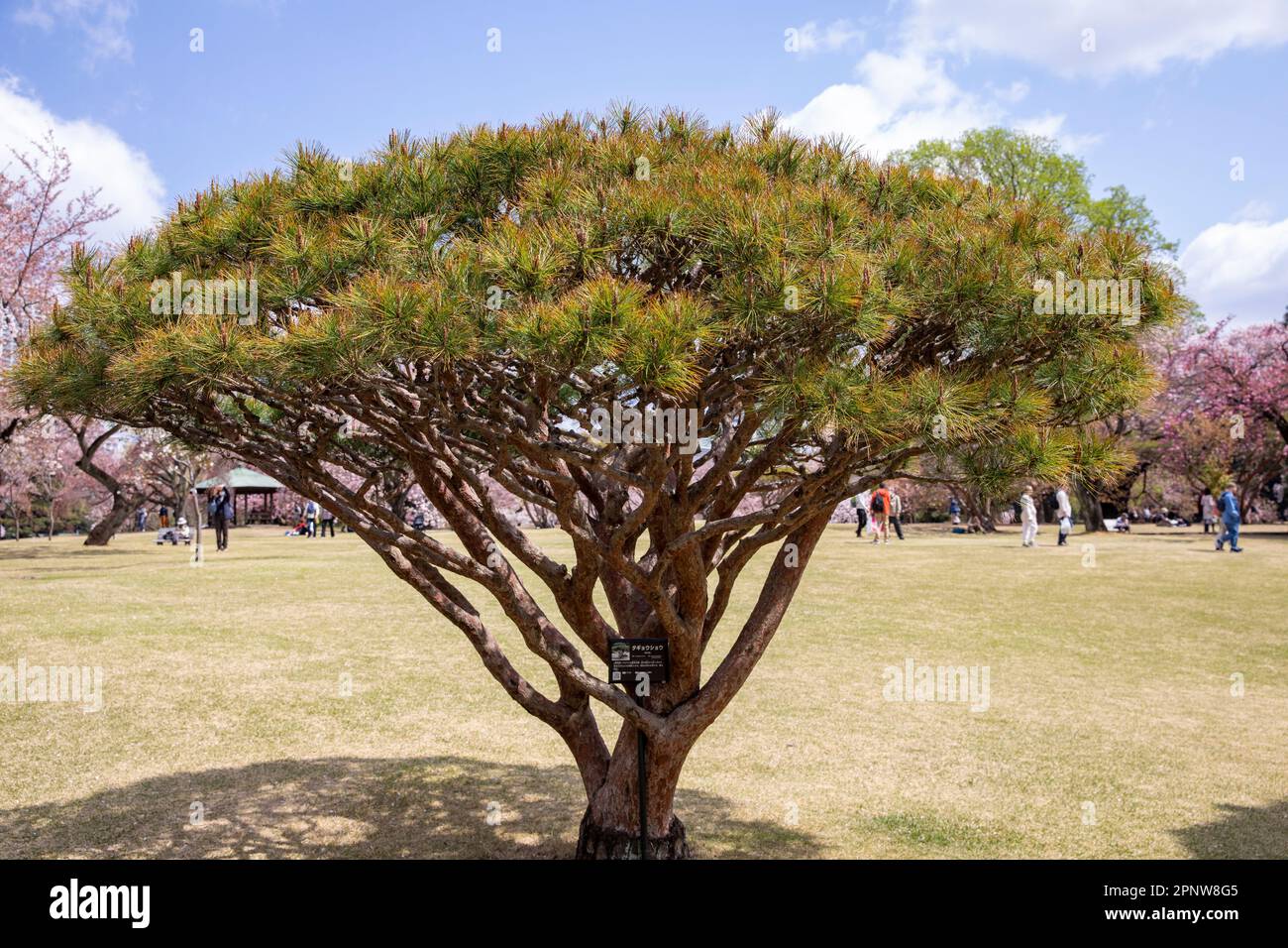 Pin rouge japonais pinus densiflora Banque de photographies et d’images ...