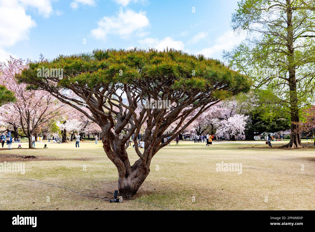Pin rouge japonais pinus densiflora Banque de photographies et d’images ...