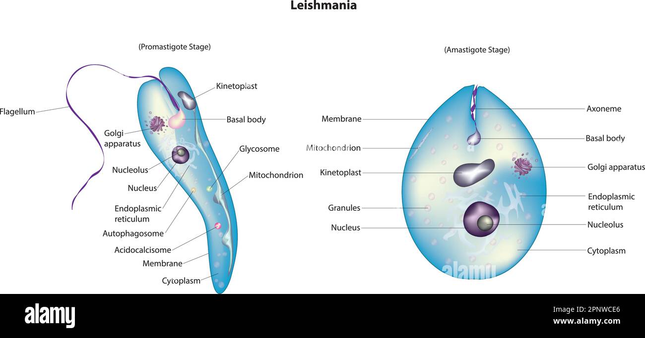 Leishmania parasites Banque de photographies et d’images à haute ...