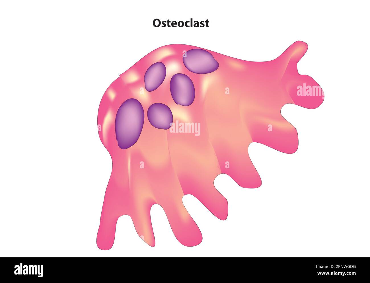 Osteoclast cell Banque d'images vectorielles - Alamy