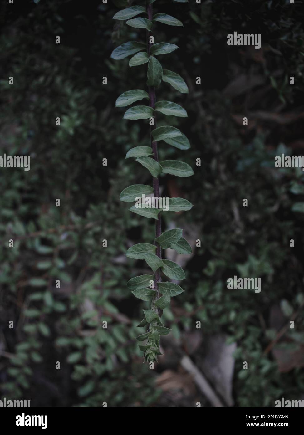 Tige rampante Banque de photographies et d’images à haute résolution ...