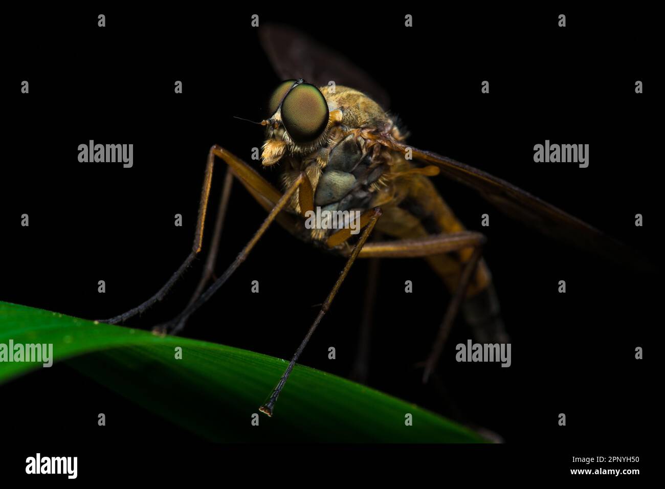 Voler de face Banque de photographies et d’images à haute résolution ...