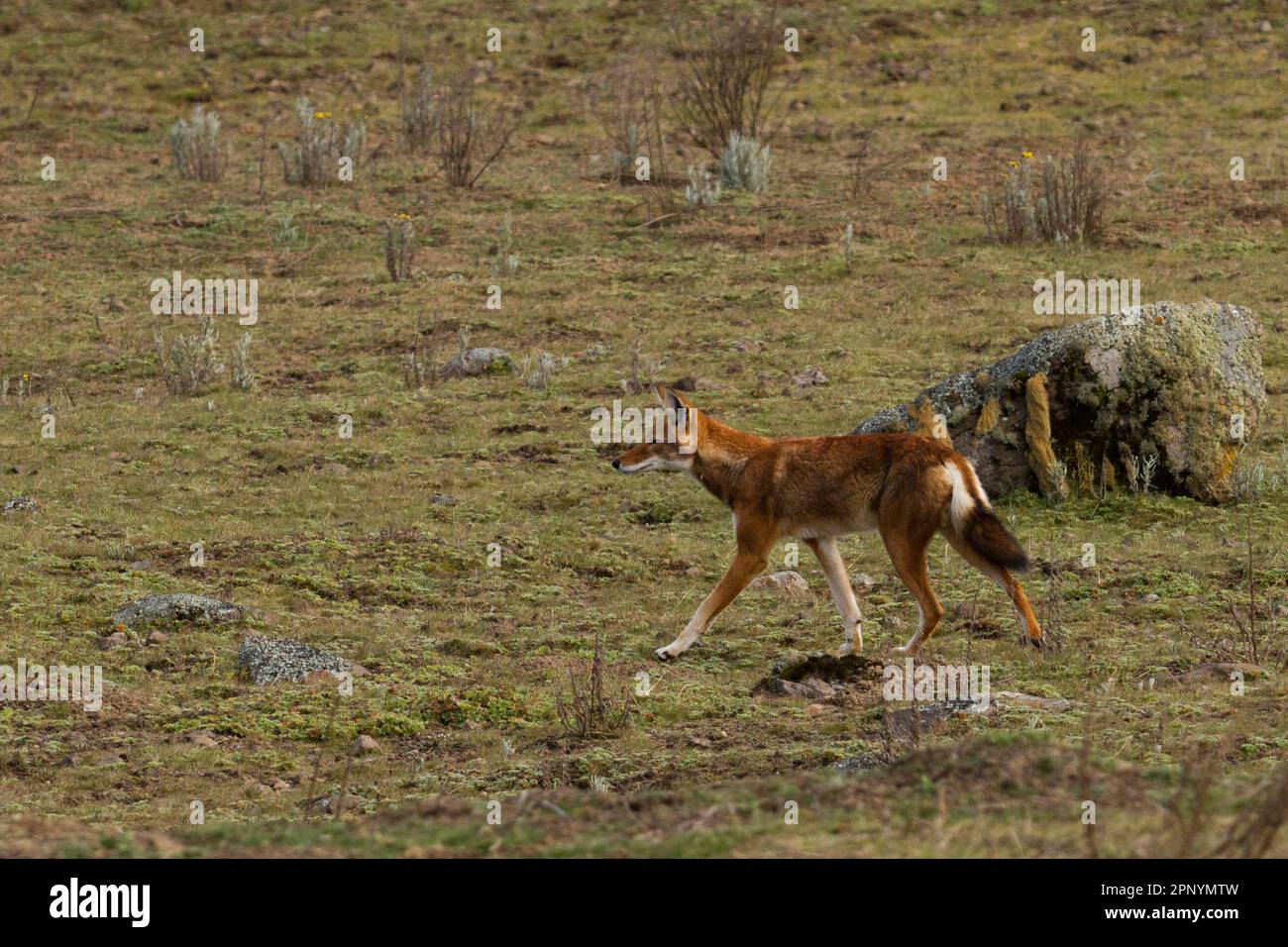 Cheval chacal Banque de photographies et d’images à haute résolution ...