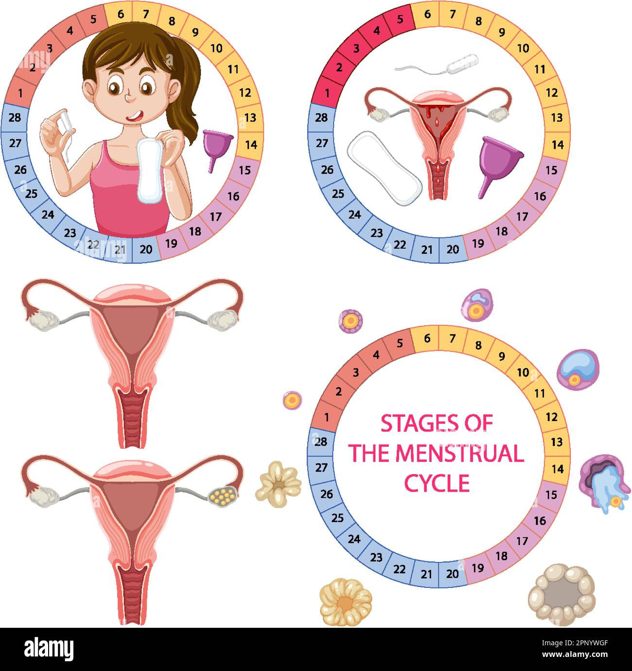 Infographie Sur Les étapes Du Cycle Menstruel Image Vectorielle Stock