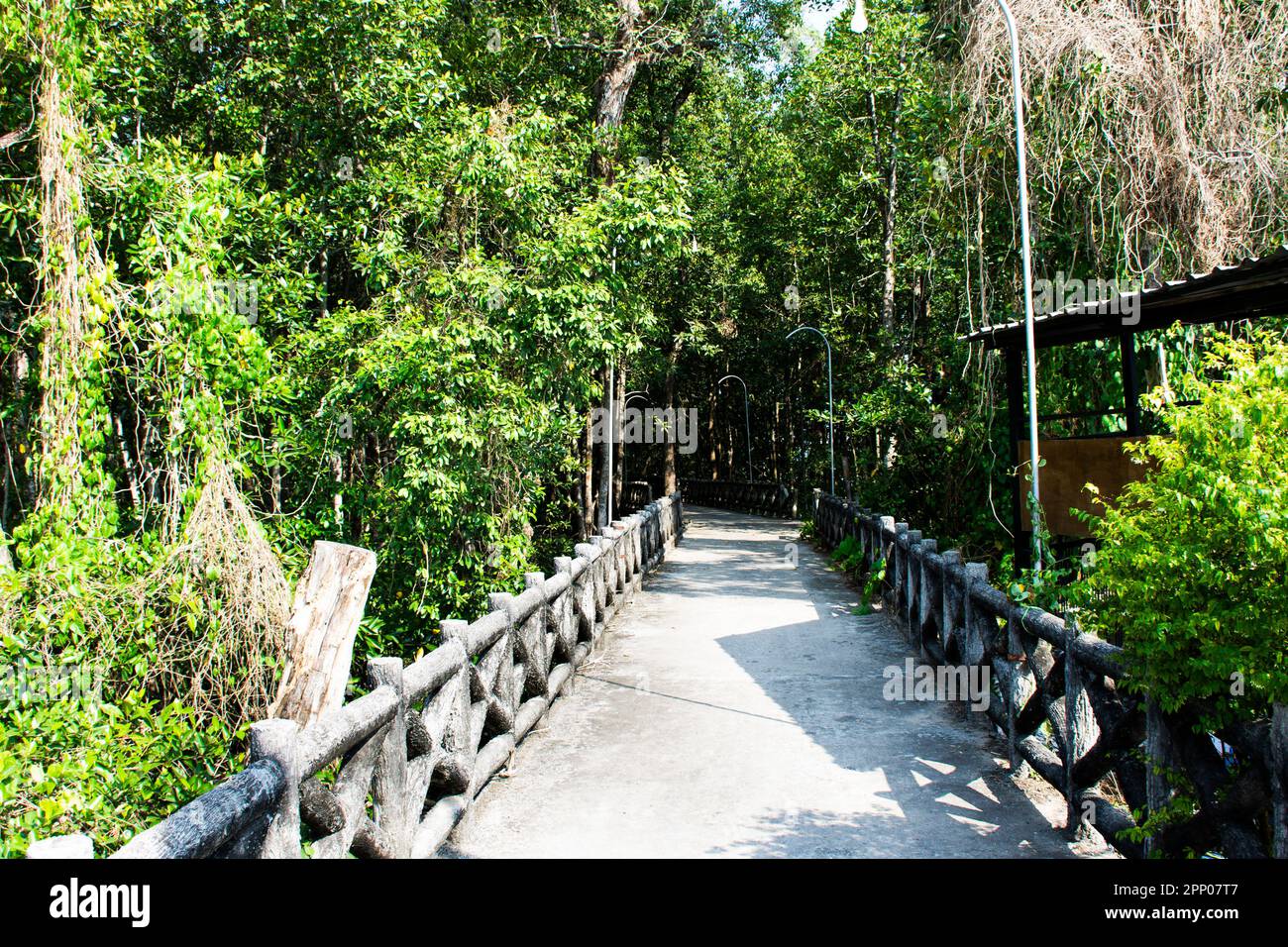 Admirez le paysage de la forêt de mangrove ou la jungle intertidale et ...