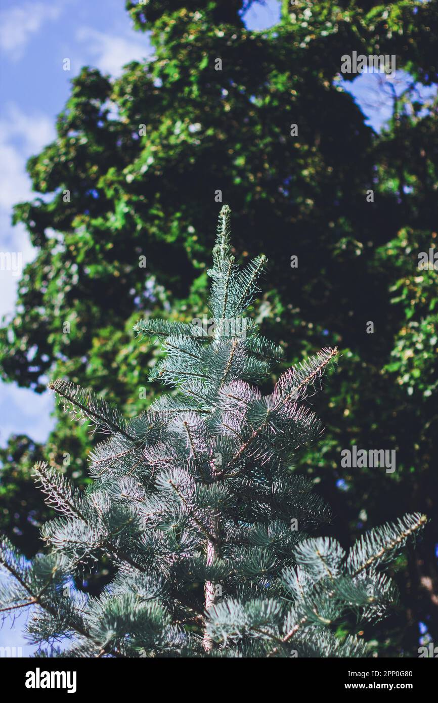 Beau sapin Banque de photographies et d’images à haute résolution - Alamy