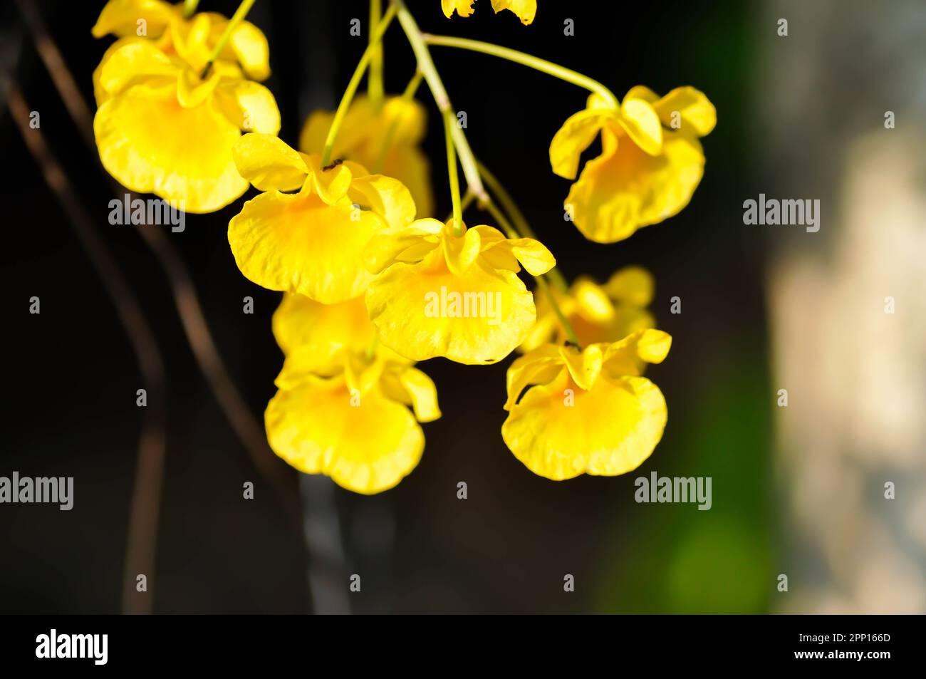 Orchidée jaune, orchidée ou FLEURS D'ORCHIDACEAE ou Dendrobium lindleyi ...
