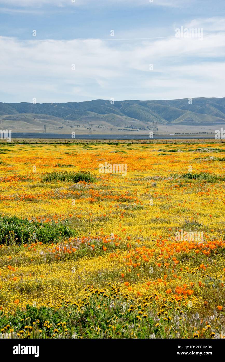 Fleurs sauvages colorées à Antelope Valley California Poppy Reserve ...