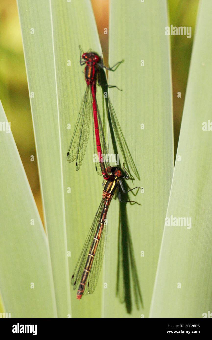 Accouplement des demoiselles Banque de photographies et d’images à ...