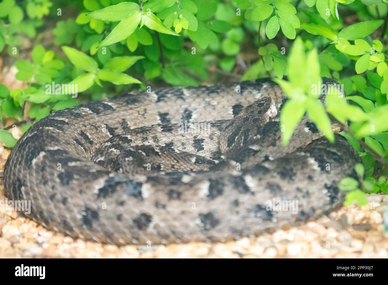 Le serpent de jararaca (Bothrops jaraca) au sol. Serpent brésilien ...