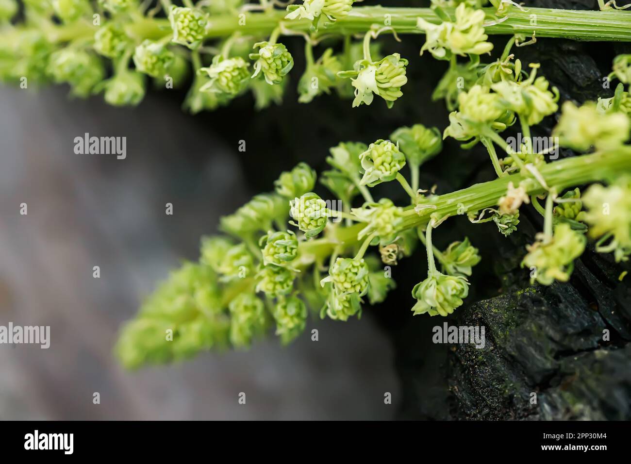 Reseda luteola, fusée de la friteuse, mauvaise herbe de la friteuse ...