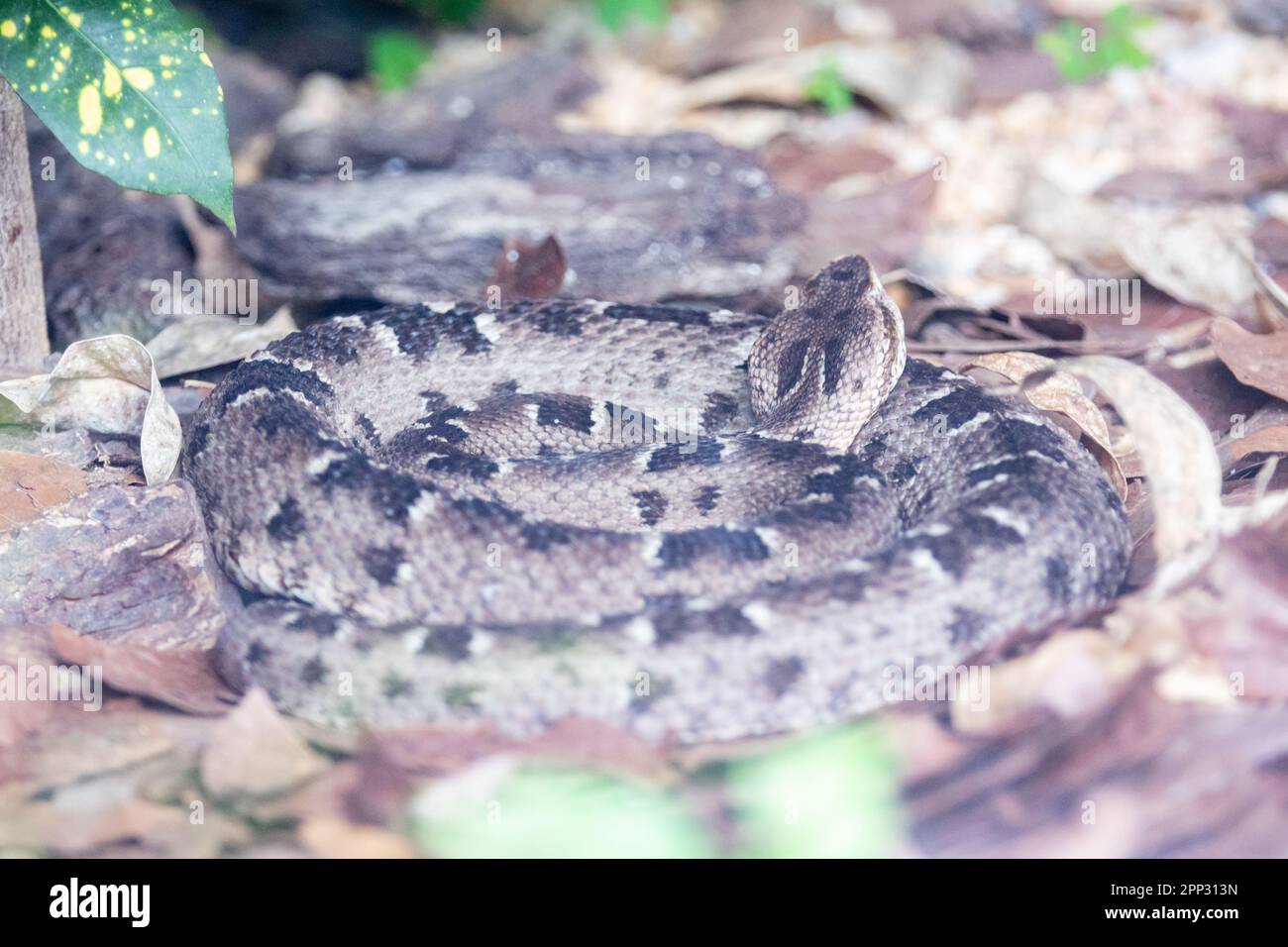 Le serpent de jararaca (Bothrops jaraca) au sol. Serpent brésilien ...