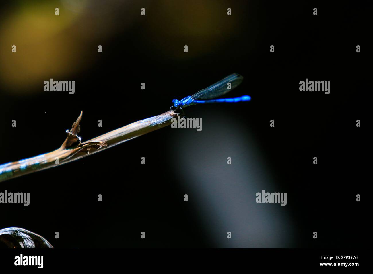 insecte dragonfly, insecte. Expédition de biologistes et de ...