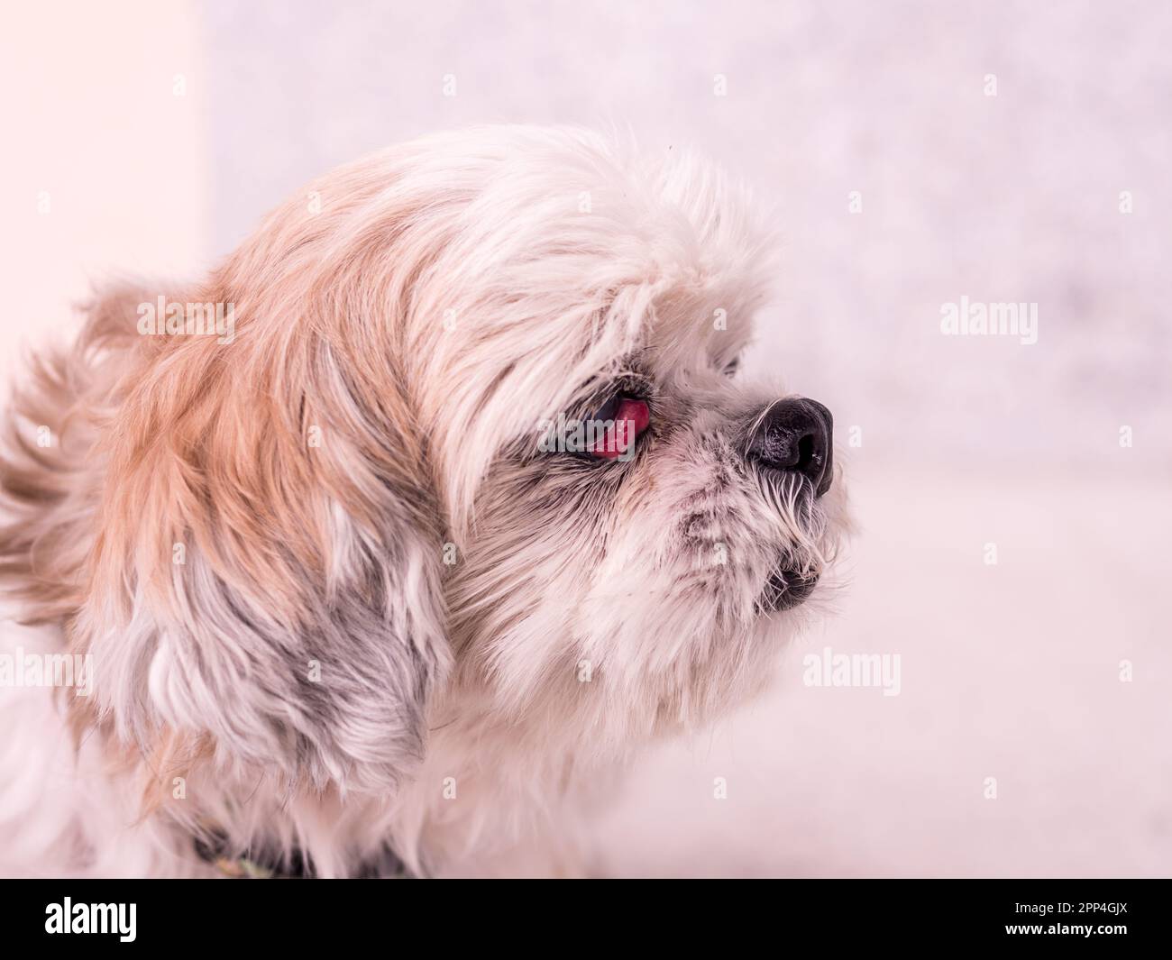 Portrait de très vieux chien shih tzu Banque de photographies et d ...