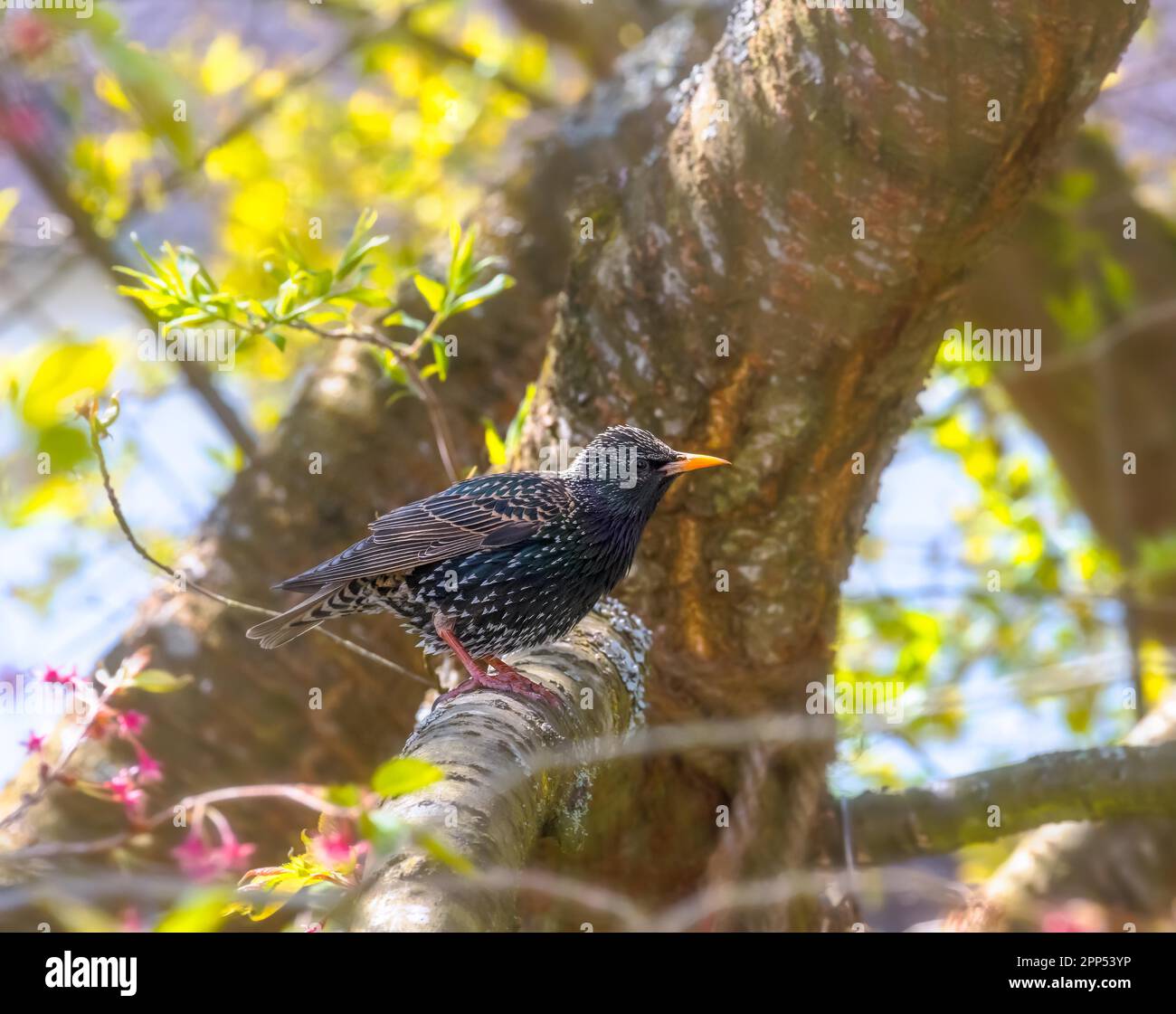 Oiseau noir assis sur la brindille Banque de photographies et d’images ...