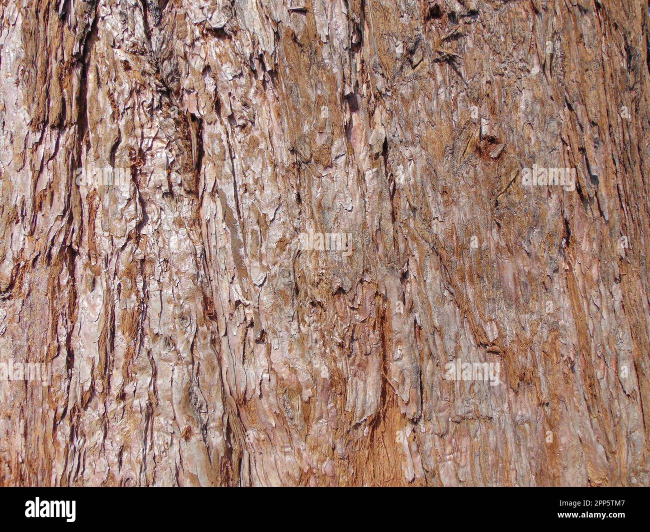 Le tronc d'un gigantea de Sequoia, situé dans le village d'Ardusat dans ...