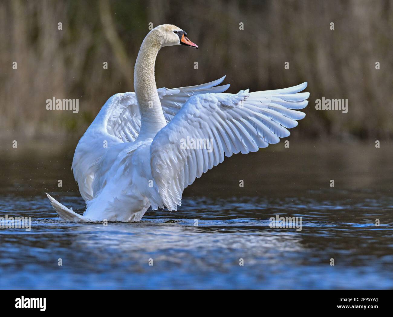 Kersdorf, Allemagne. 05th avril 2023. Un cygne muet (Cygnus olor) déploie ses ailes. Le cygne ...