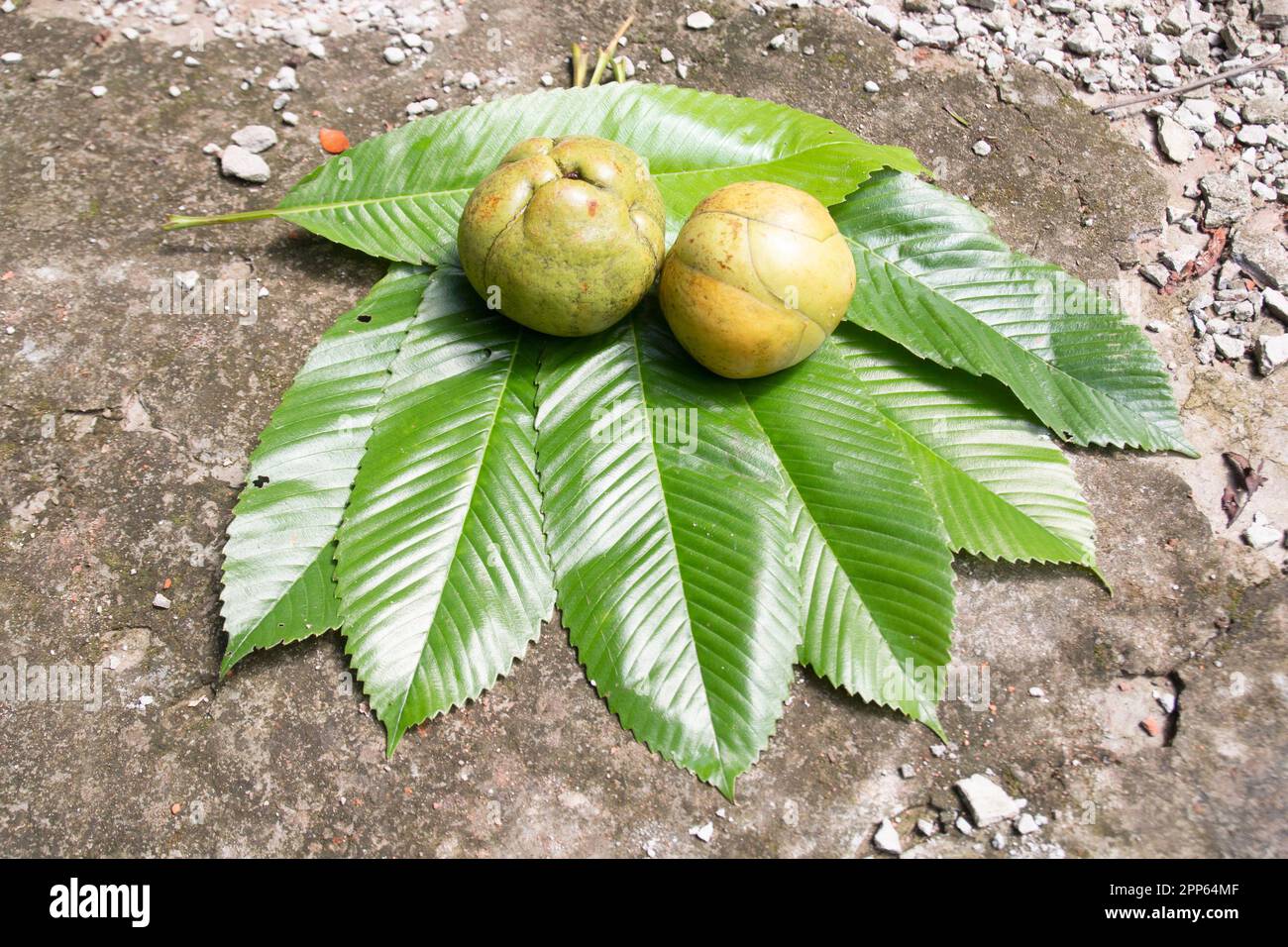 Fruit chalta Banque de photographies et d’images à haute résolution - Alamy