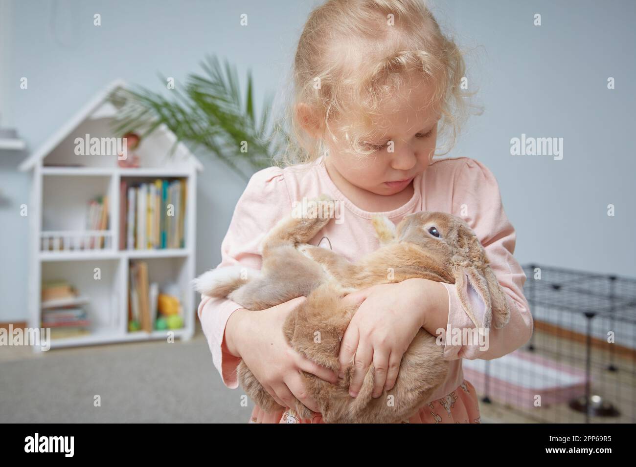 Un lapin domestique Banque de photographies et d’images à haute résolution - Alamy