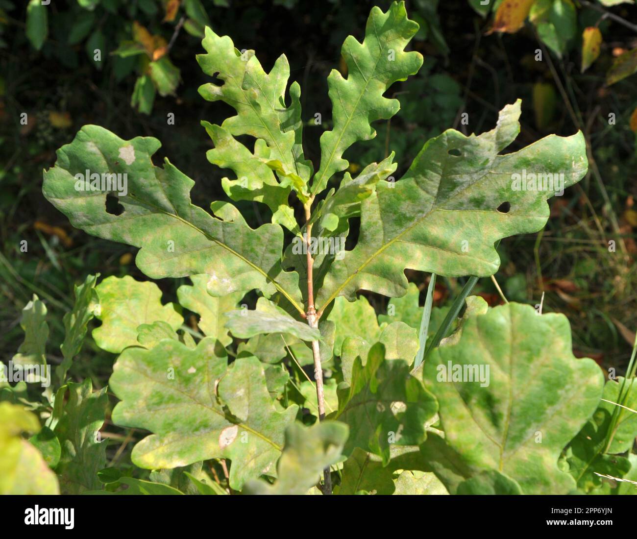 Oak seedling Banque de photographies et d’images à haute résolution - Alamy