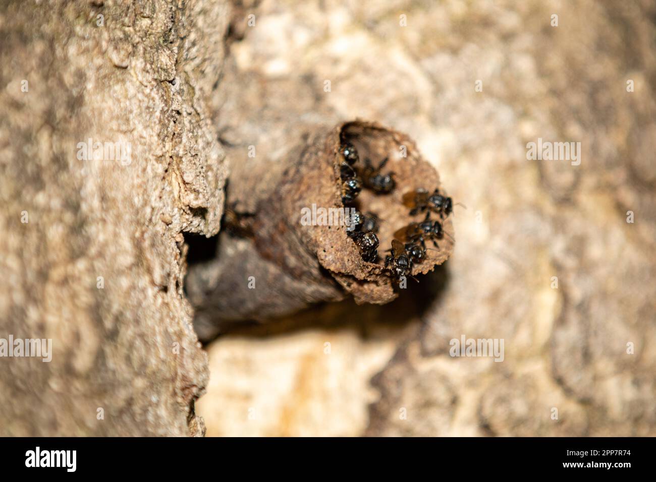 Stingless honey bees Banque de photographies et d’images à haute ...
