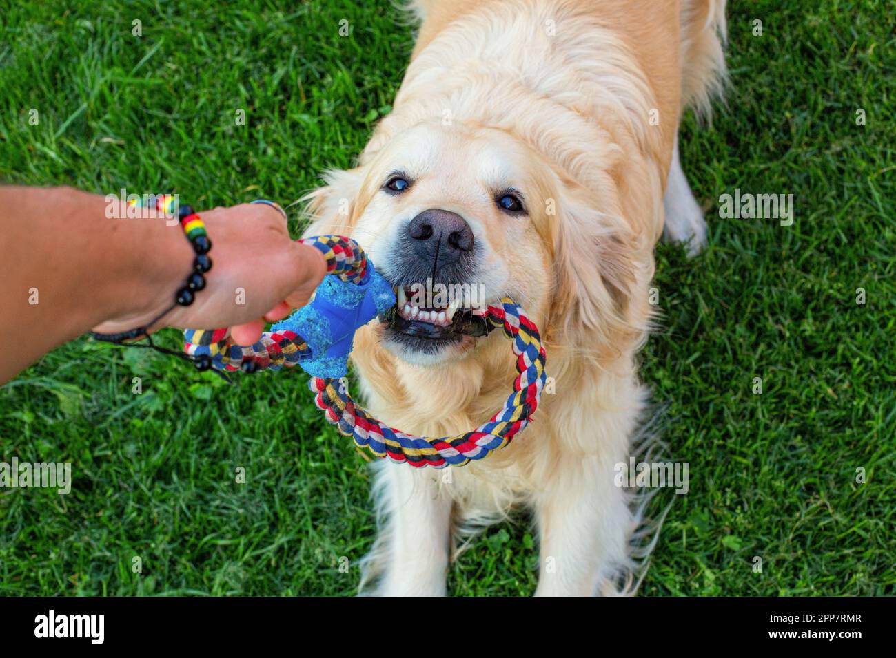 Retriever doré Banque de photographies et d’images à haute résolution ...