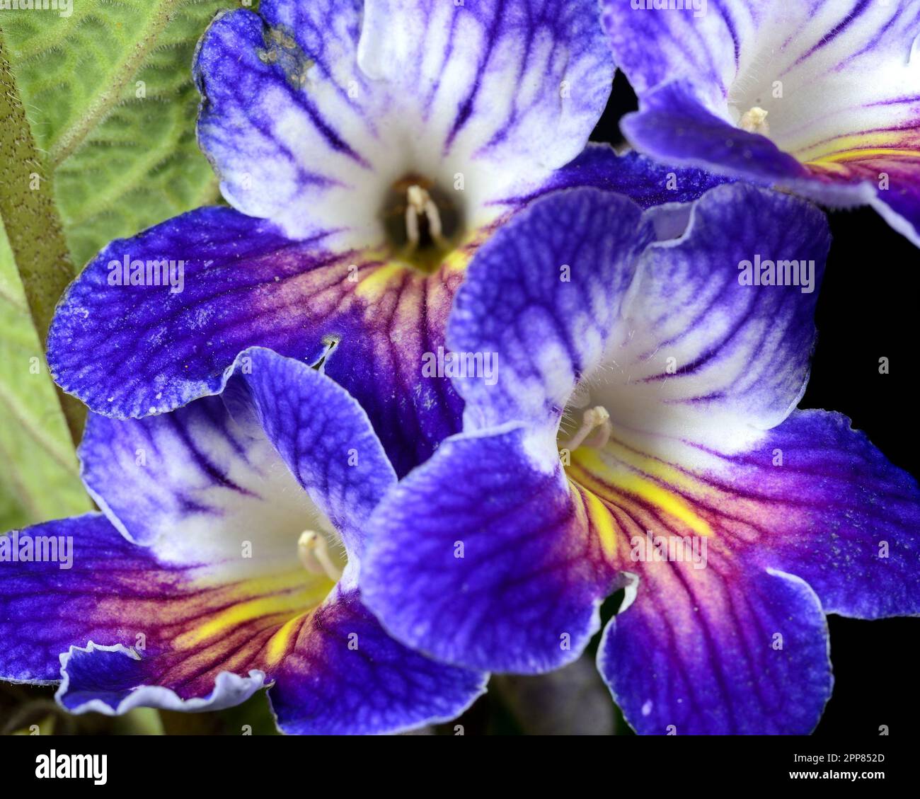 Streptocarpus hybrid Banque de photographies et d’images à haute ...