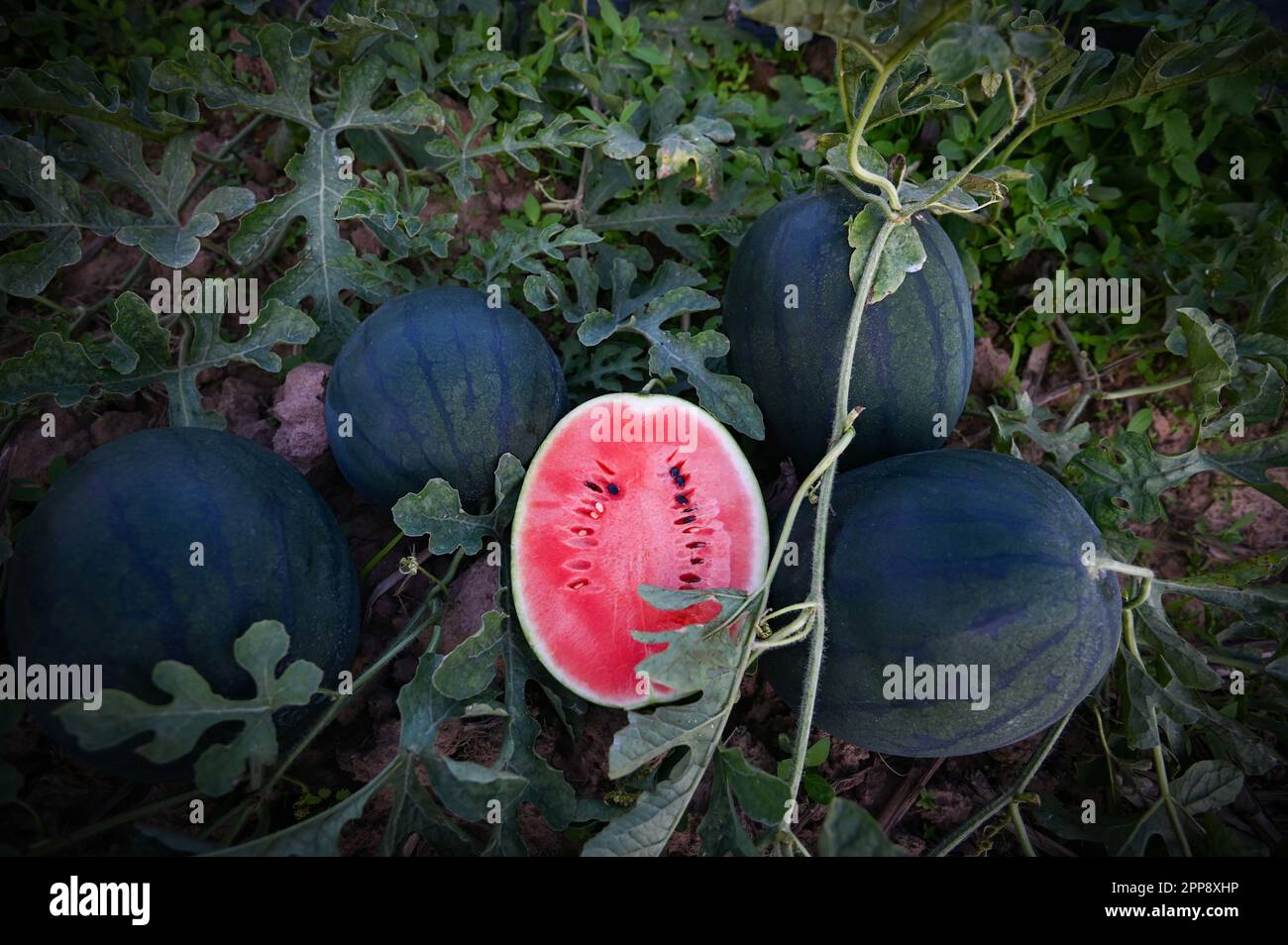 fruits frais de pastèque sur terre agriculture jardin ferme de pastèque ...