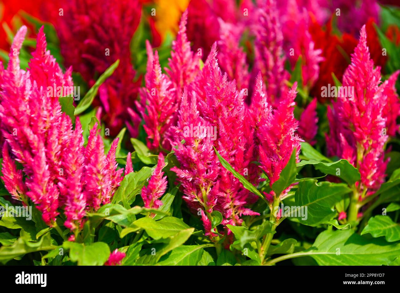 celosia plumosa ou Pampas Plume Celosia fleurs fleuries dans le jardin ...