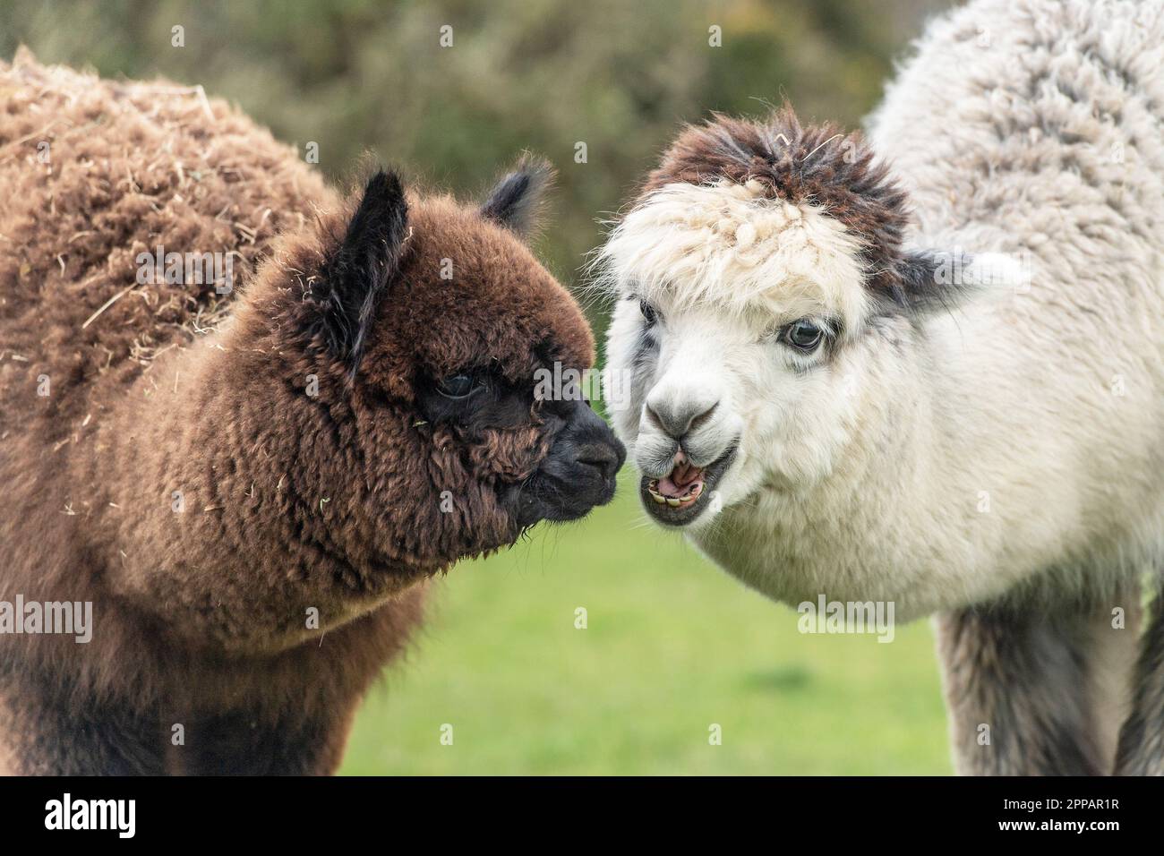 Alpaga drôle Banque de photographies et d’images à haute résolution - Alamy