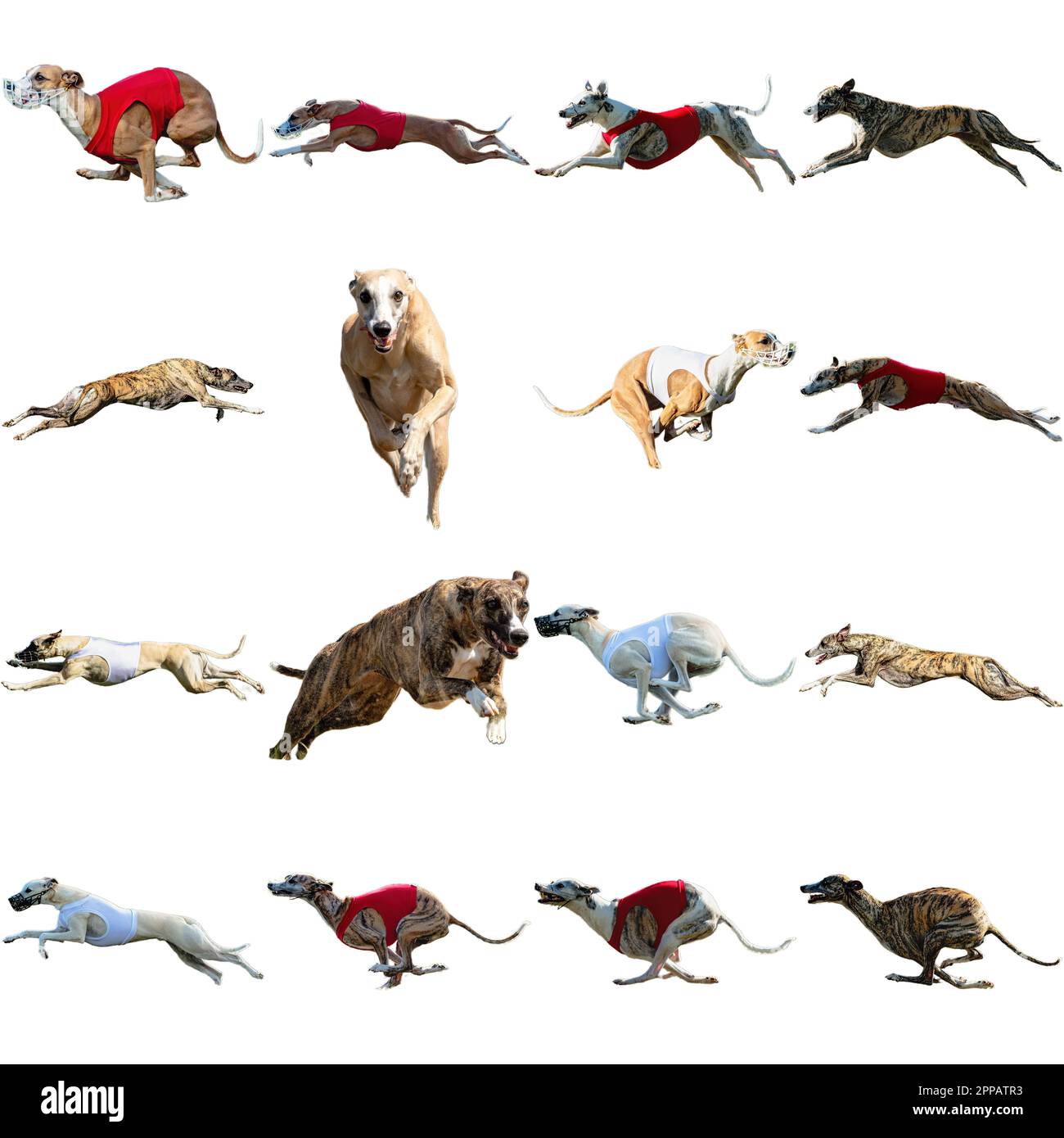Collage de chien de race de sprinter qui chasse directement sur l ...