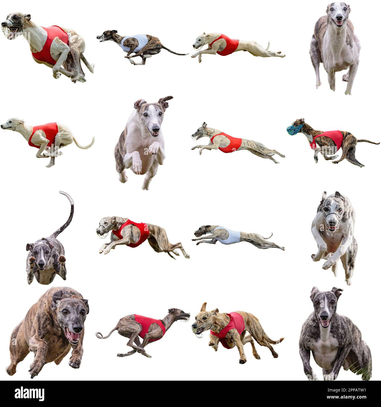 Collage de chien de race de sprinter qui chasse directement sur l ...