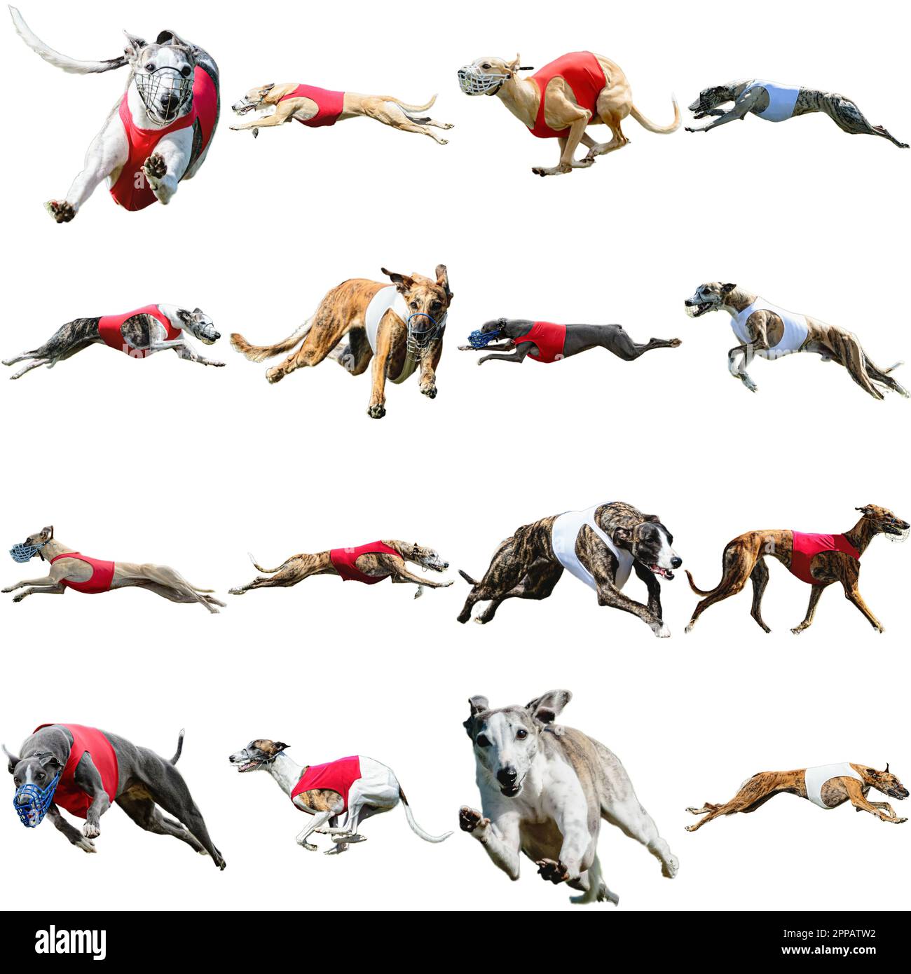 Collage de chien de race de sprinter qui chasse directement sur l ...