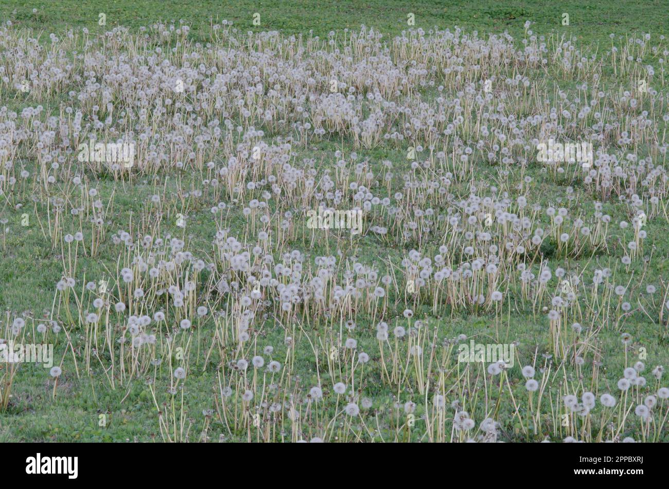 Pissenlit commun, Taraxacum officinale, têtes de fructification Photo ...