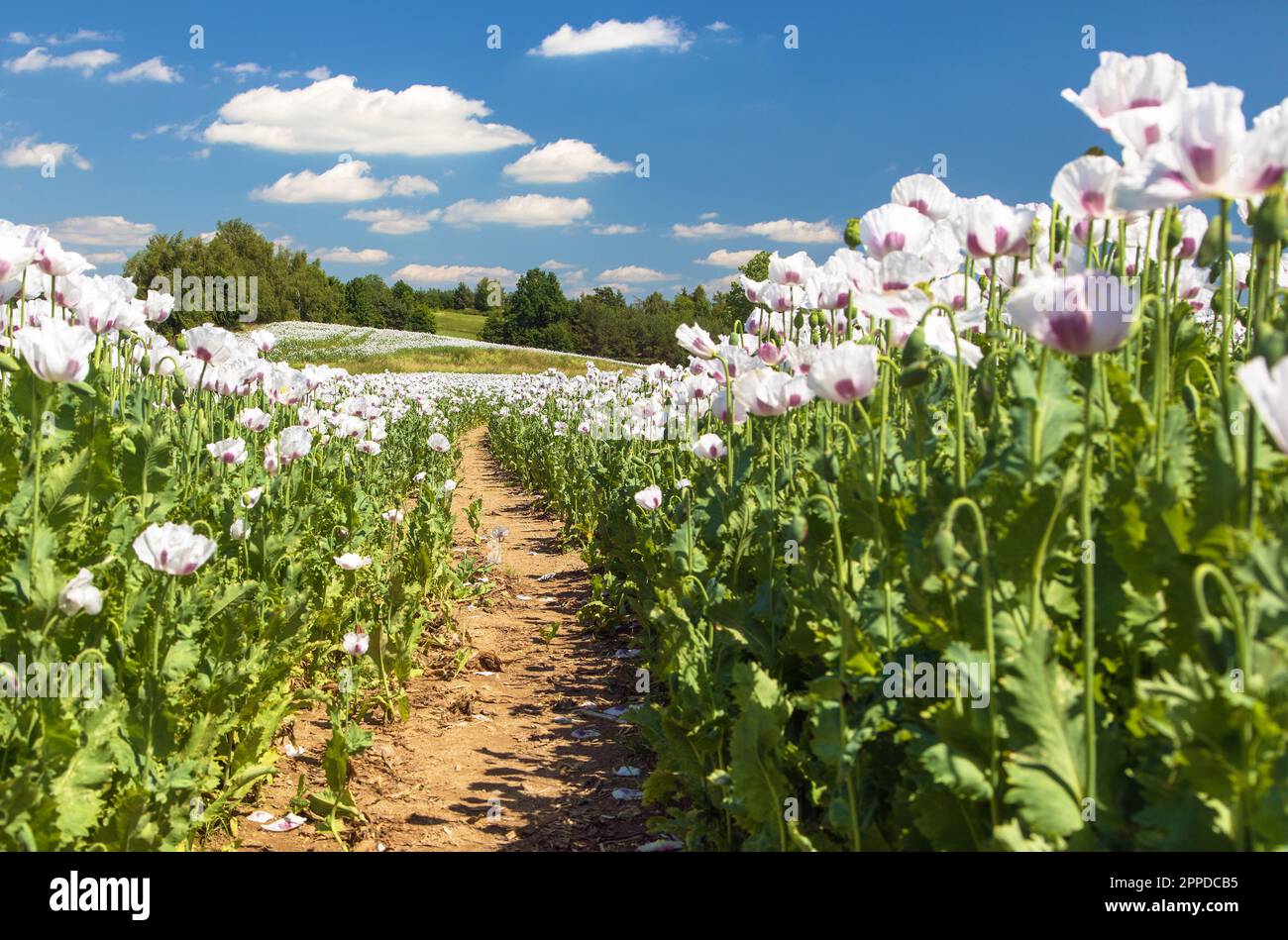 Champ de pavot à opium à fleurs avec sentier, en latin papaver ...