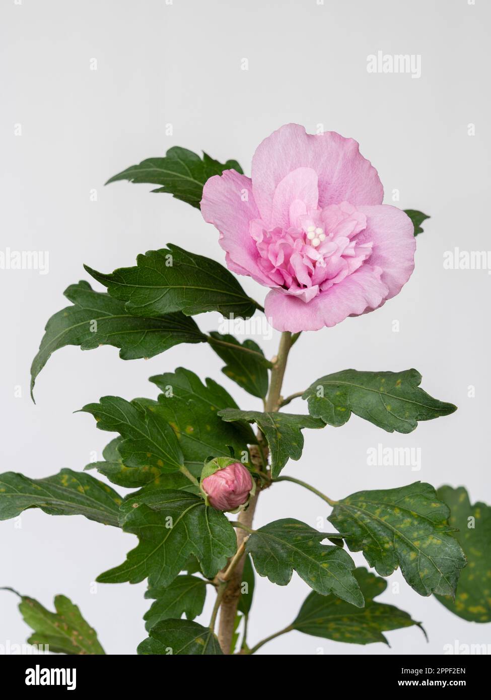 Vue rapprochée d'une double fleur rose et rouge colorée d'hibiscus ...