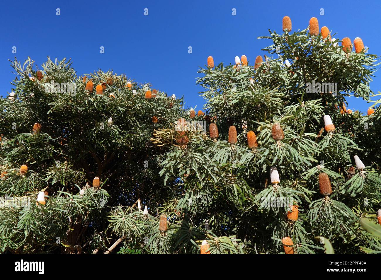 Banksia plants (Banksia burdetti) Floraison folie, Perth, Australie ...