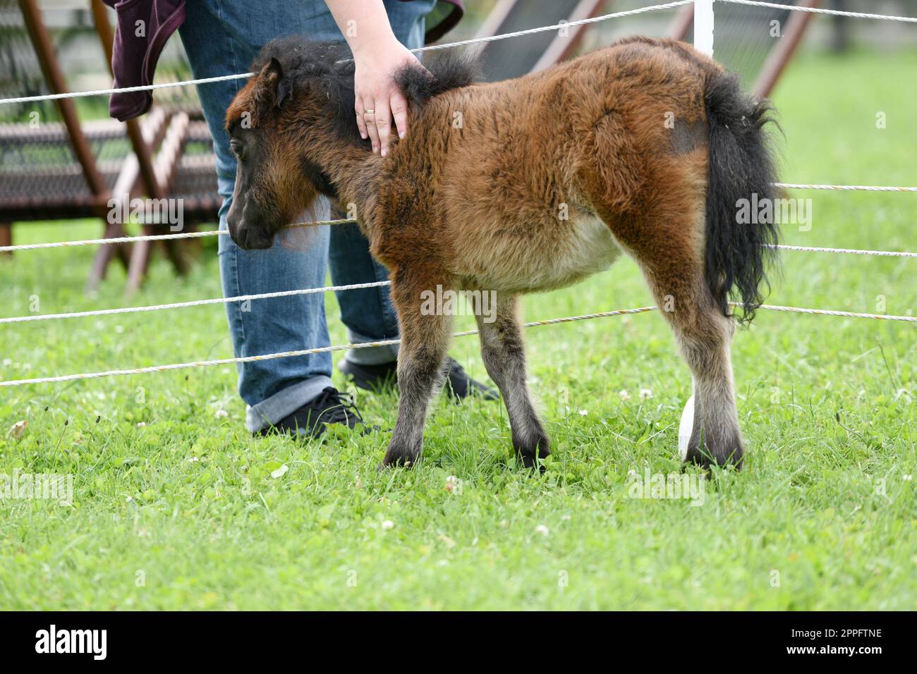 Cheval miniature Banque de photographies et d’images à haute résolution ...
