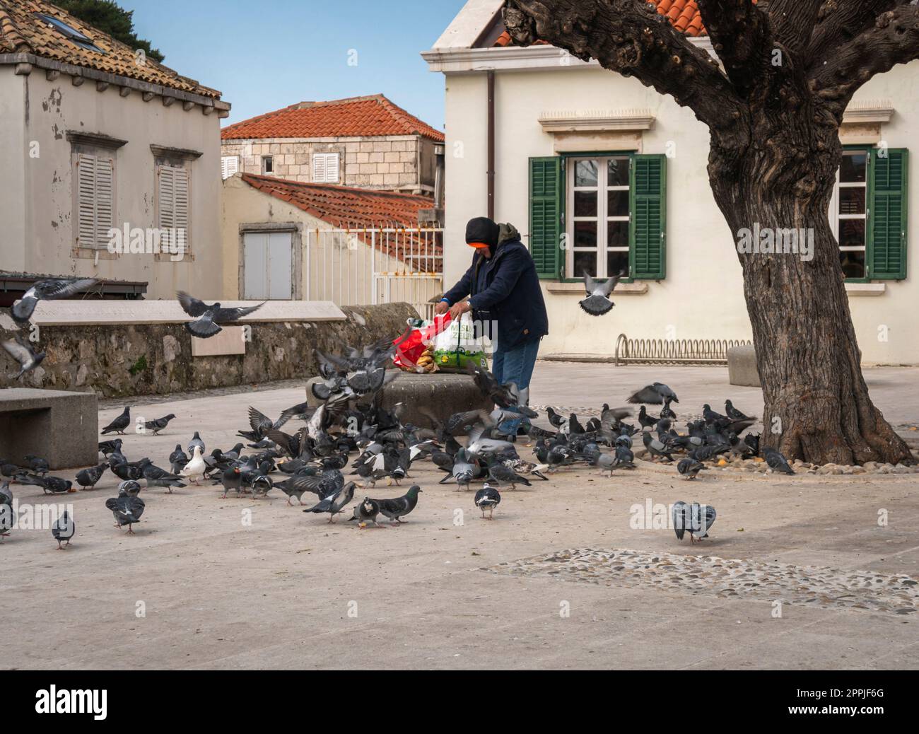 Old man feeding pigeons in Banque de photographies et d’images à haute ...