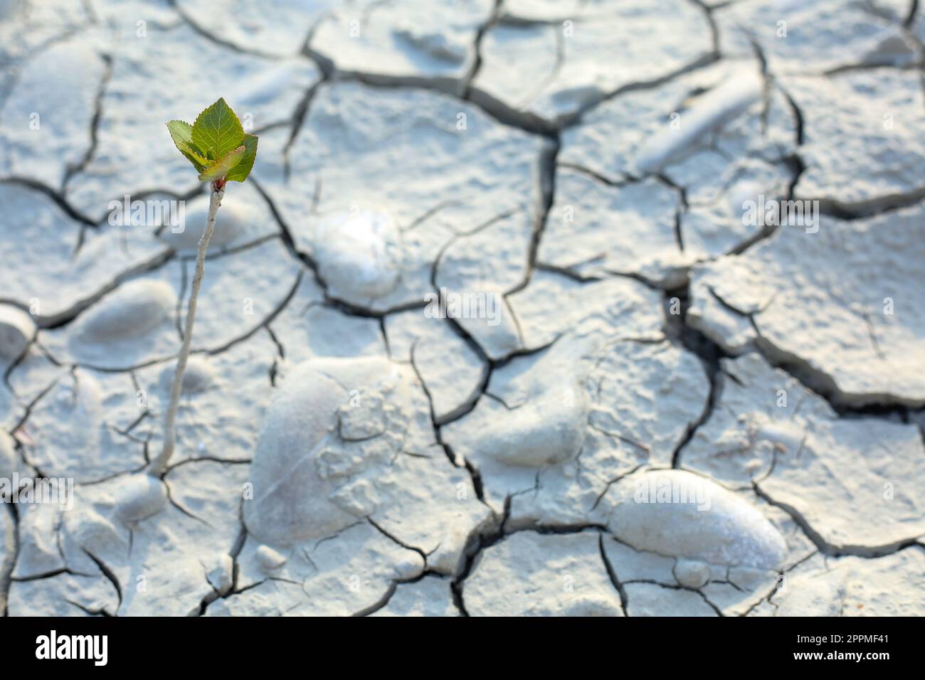 Texture, arrière-plan de la terre fissurée sèche. Des fissures ...
