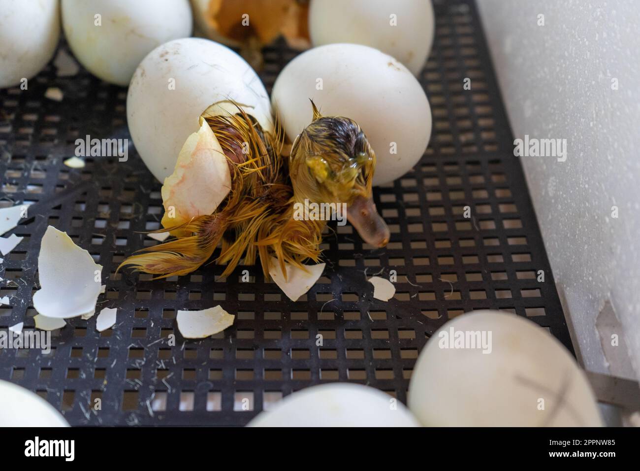 processus d'éclosion des œufs d'oie dans l'incubateur Photo Stock - Alamy