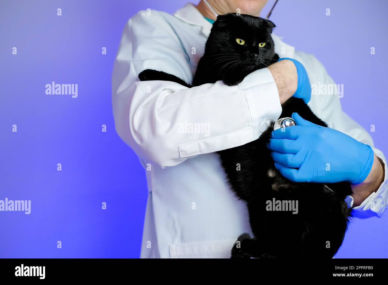 Maladies et traitement du chat.Santé du chat.examen d'un chat avec un ...