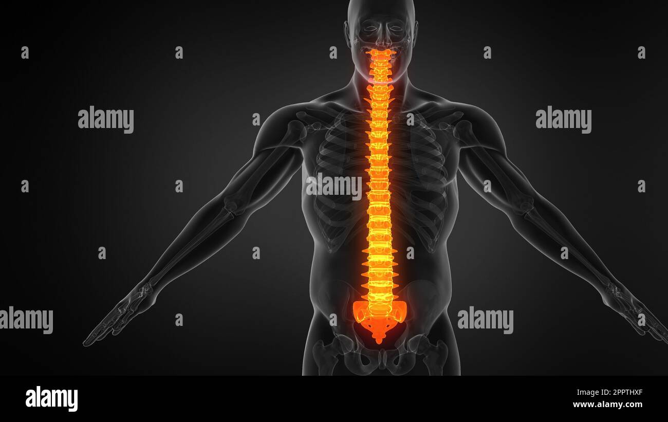Anatomie de la structure du rachis humain Photo Stock - Alamy